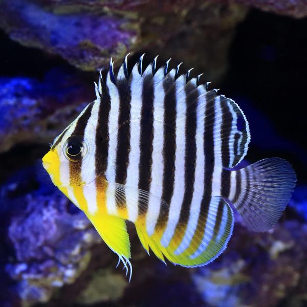 sfset　_aqua　◎　marinefishzukan　小型ヤッコ　m_angelfish　海水　海水生体　海水魚　Ｐａｒａｃｅｎｔｏｒｏｐｙｇｅ　ｍｕｌｔｉｆａｓｃｉａｔａ　shoka140603　yak0603　kaissawe03...