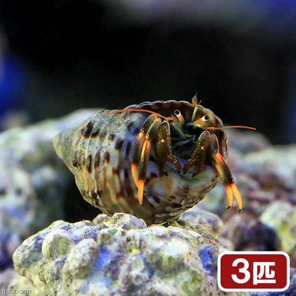 ◎　kaisui73　_aqua　m_hermit　海水　海水生体　エビ・カニ他　ヤドカリ　マダラヨコバサミ　無脊椎ＩＤ　P0h9n_Jc2VeO　koketori_yadokari　s31Irb6_kisi　s31b_8nG3uB　yad...