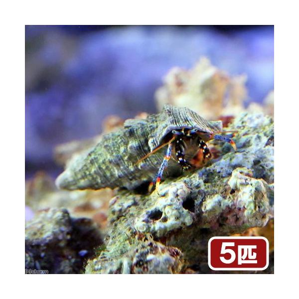 ◎　kaisui73　_aqua　ヤドカリ　m_hermit　海水　海水生体　エビ・カニ他　ホワイトブルーレッグハーミットクラブ　無脊椎ＩＤ　yadokari2015sall　292013　kaijyo　Invertebratezukanヤ...