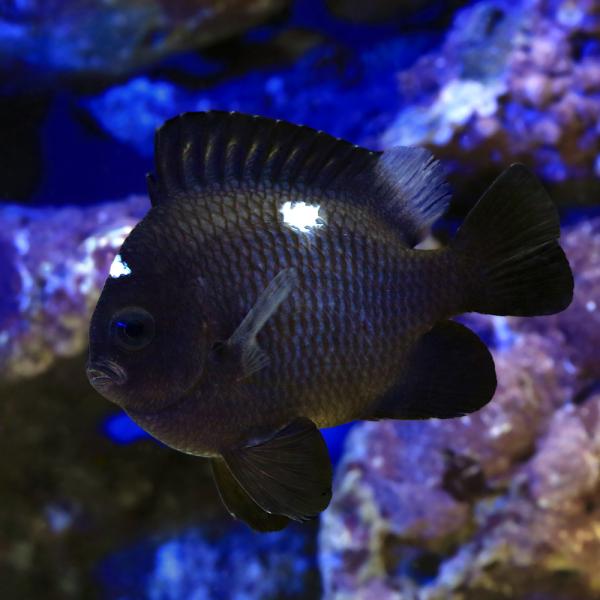 291803　◎　kaisui73　_aqua　kaisui70　marinefishzukan　スズメダイ　海水　海水生体　海水魚　m_damselfish　Ｄａｓｃｙｌｌｕｓ　Ｔｒｉｍａｃｕｌａｔｕｓ　dascellus　ミツボシスズメ...