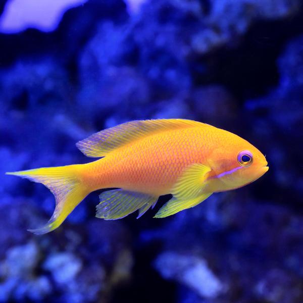 225146　◎　_aqua　marinefishzukan　ハナダイの仲間　海水　海水生体　海水魚　キンギョハナダイ　m_basslet　20250515　SO　y25m05　Pseudanthias　squamipinni　pickup...