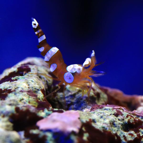 ◎　kaisui73　_aqua　マリンシュリンプ　kyousei　海水　海水生体　エビ・カニ他　イソギンチャクモエビ　m_shrimp　Ｔｈｏｒ　ａｍｂｏｉｎｅｎｓｉｓ　ブリード　イソギンチャク　甲殻類　20250518　SO　ｙ25ｍ05