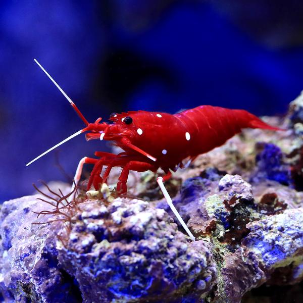 ◎　kaisui73　p_disease　海水　海水生体　エビ・カニ他　m_shrimp　ホワイトソックス　Ｌｙｓｍａｔａ　ｄｅｂｅｌｉｕｓ　white_top_bur　SO　20250621　debelius0425　無脊椎ＩＤ　kaij...