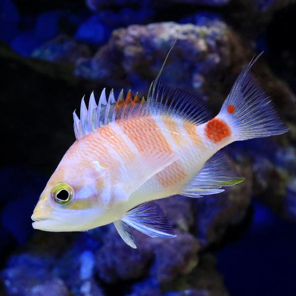 _aqua　sfset　◎　marinefishzukan　ハナダイの仲間　深海魚　海水　海水生体　海水魚　マダラハナダイ　深場ハナダイ　m_basslet　kmwr_ma_hanagoi　japanese　baslset　kaijyo　2...