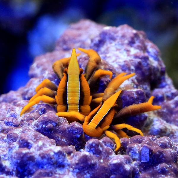 ◎　kaisui73　海水　海水生体　エビ・カニ他　m_shrimp　無脊椎ＩＤ　ウミシダ　共生　kaijyo　kaijyoしだ　羊歯　Invertebratezukanカニ　ペア　Ａｌｌｏｇａｌａｔｈｅａ　ｅｌｅｇａｎｓ　SO　20260...