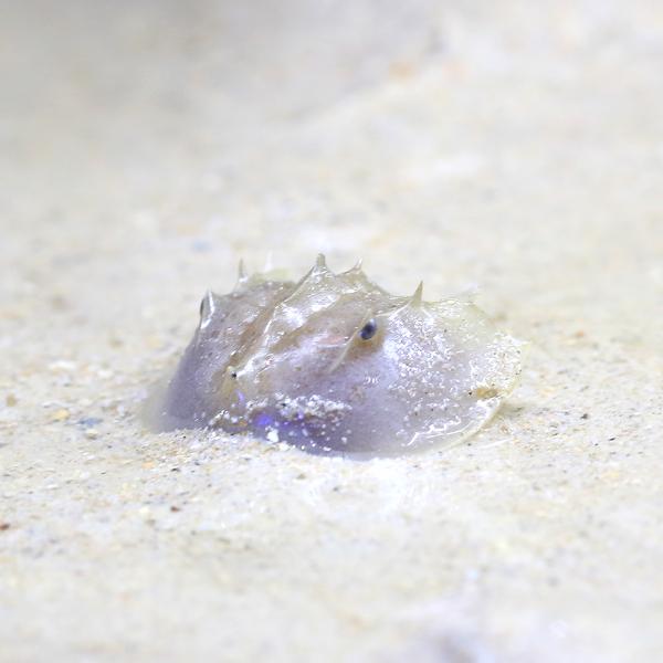 _sfset　_aqua　◎　海水　海水生体　海水魚　甲殻類　エビ・カニ他　m_crab　陸生　カニ　ザリガニ・その他生体　ばくとサンド　干潟　構成品　セット　手軽　SO　20260318　ｙ26ｍ03　ｙ26ｍ04　生きた化石　古代生物　...