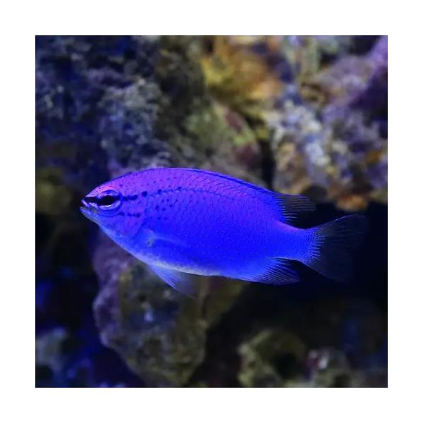 ◎　kaisui73　_aqua　marinefishzukan　スズメダイ　海水　海水生体　海水魚　m_damselfish　ルリスズメ　kaijyo　Ｃｈｒｙｓｉｐｅｔｅｒａ　ｃｙａｎｅａ　SO　20260419　ｙ26ｍ04　沖縄　国産