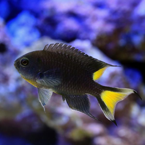 _aqua　◎　海水　海水生体　海水魚　スズメダイ　ダムセル　m_damselfish　Neopomacentrus　taeniurus　リボンスズメダイ　kaijyo　オキナワスズメ　1kisitop191113　1kisitop1912...