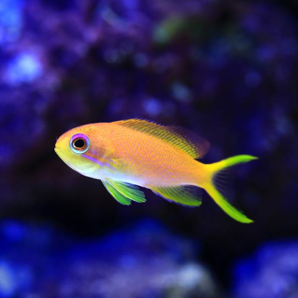 ◎　海水魚　ハナダイ　ハナゴイ　海水　海水生体　海水魚　キンギョハナダイ　アンティアス　メス　m_basslet　ma_juhsdfbjh　ma_hrunpnpkn　_kaisui　_aqua　ＨＩＮ　　fesnindecbpdXmrfis...