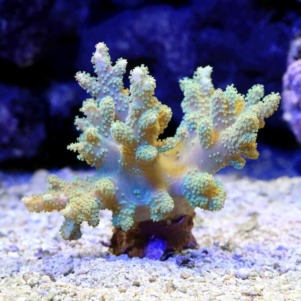 ◎　kaisui75　b_coral　海水　サンゴ　ソフトコーラル　m_softcoral　トサカ　ウミトサカ　カタトサカ　名倉　Ｓｉｎｕｌａｒｉａ　ｓｐ．　OSH　20141103　okinawasngtop1_161116　sangon...