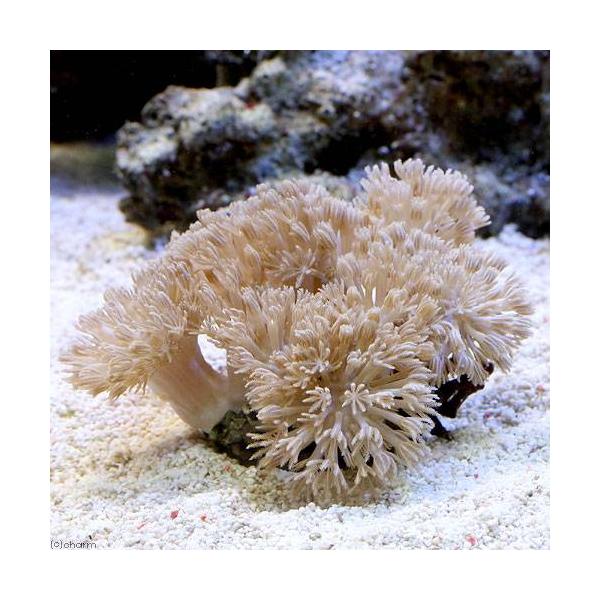 ◎　kaisui75　沖縄　okinawa　海水　サンゴ　ソフトコーラル　m_softcoral　Ｈｅｔｅｒｏｘｅｎｉａ　ｓｐ．　沖縄産　チガイウミアザミｓｐ.　ホワイト　ＨＩＮ　20140620　mas_umiazami0701