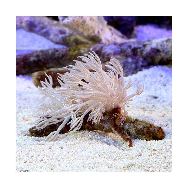 ◎　kaisui75　沖縄　okinawa　海水　サンゴ　ソフトコーラル　m_softcoral　Ｈｅｔｅｒｏｘｅｎｉａ　ｓｐ．　沖縄産　チガイウミアザミｓｐ.　ホワイト　ＨＩＮ　20140620　mas_umiazami0701
