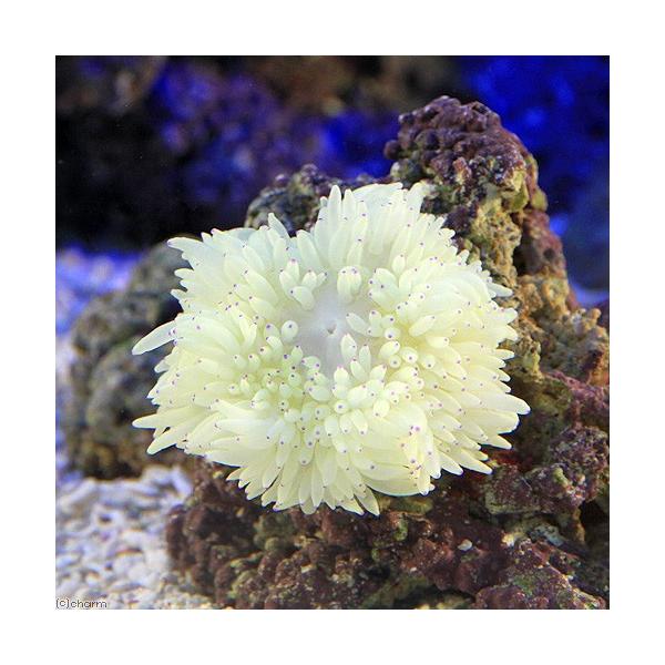 ◎　kaisui75　アネモネ　kumanomi　海水　海水生体　m_anemone　ma_shiraitoiso　LRhouselist　ＤＩ　20170220　Invertebratezukan　イソギンチャク　2305ehstcupon