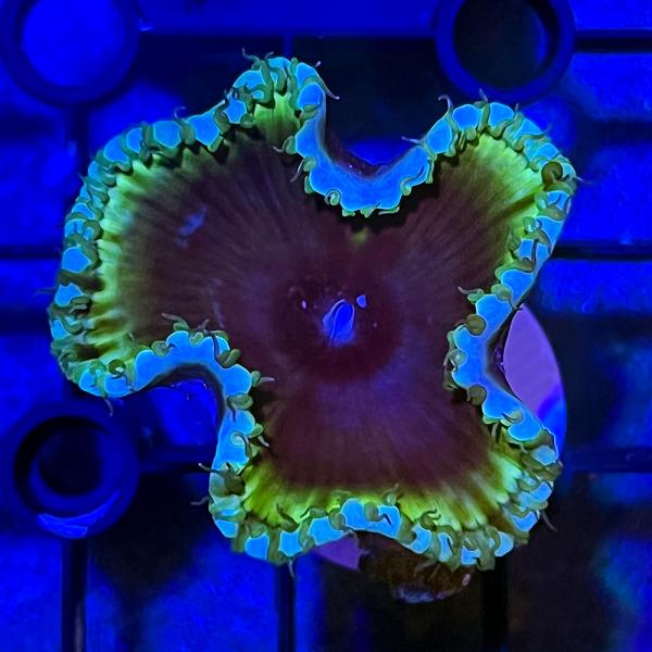 _aqua　sfset　◎　海水　サンゴ　ソフトコーラル　m_softcoral　20170316　マメスナ　ボタンポリプ　ＹＨ　サンゾアシッド　カリブ海　Ｐａｌｙｔｈｏａ　ｇｒａｎｄｉｓ　sangonohi1ten