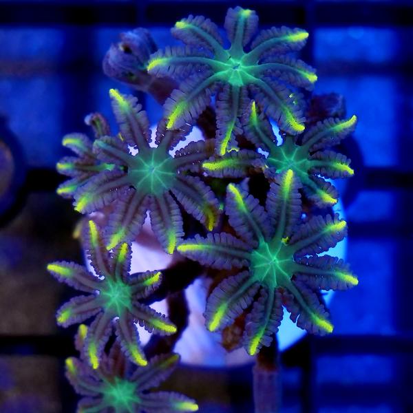 ◎　kaisui75　海水　サンゴ　ソフトコーラル　m_softcoral　ツツウミヅタ　20210117　ＹＨ　プラグ付き　Ｃｌａｖｕｌａｒｉａ　ｓｐ． y25m08