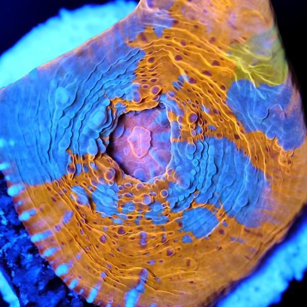 aqua　sfset　海水　サンゴ　coral_itten　キッカサンゴ　20241204　y24m12　オレンジ　ハードコーラル　LPS　PC　ポリカプラグ　マルコロック　マルコ　フラグ　フラグサンゴ　プラグサンゴ OK