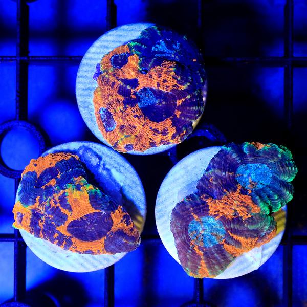 ◎　kaisui75　ハードコーラル　m_hardcoral　海水　サンゴ　キクメイシ　Ａｃａｎｔｈａｓｔｒｅａ　ｈｅｍｐｒｉｃｈｉｉ　20230309　ＹＨ　y23m03　select01sang