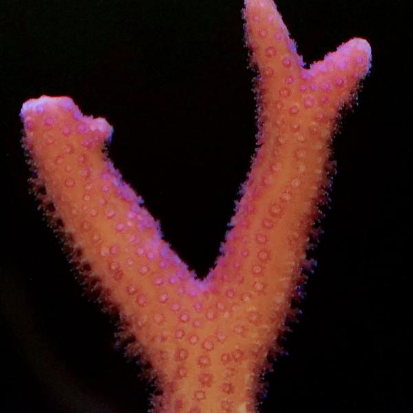 aqua　sfset　海水　サンゴ　coral_itten　トゲサンゴ　20241204　y24m12　ピンク　オーストラリア　ハードコーラル　LPS　PC　ポリカプラグ　マルコロック　マルコ　フラグ　フラグサンゴ　プラグサンゴ OK　sa...