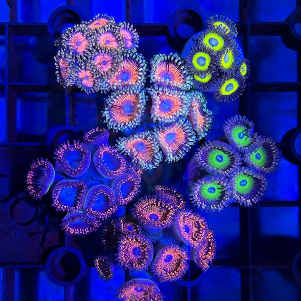 _aqua　sfset　◎　海水　サンゴ　b_coral　ソフトコーラル　m_softcoral　マメスナギンチャク　Ｚｏａｎｔｈｕｓ　ｓｐ．　ＨＵ　20240727　y24m07　フラグ　マメスナ