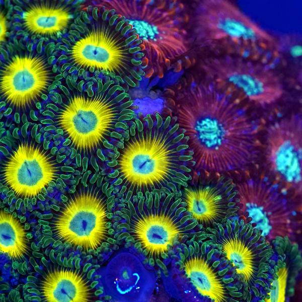 _aqua　sfset　◎　海水　サンゴ　b_coral　ソフトコーラル　m_softcoral　マメスナギンチャク　Ｚｏａｎｔｈｕｓ　ｓｐ．　フラグ　プラグ　プラフラグ　プラプラグ　マメスナ　20250119　OK　ｙ2025ｍ11　レイ...