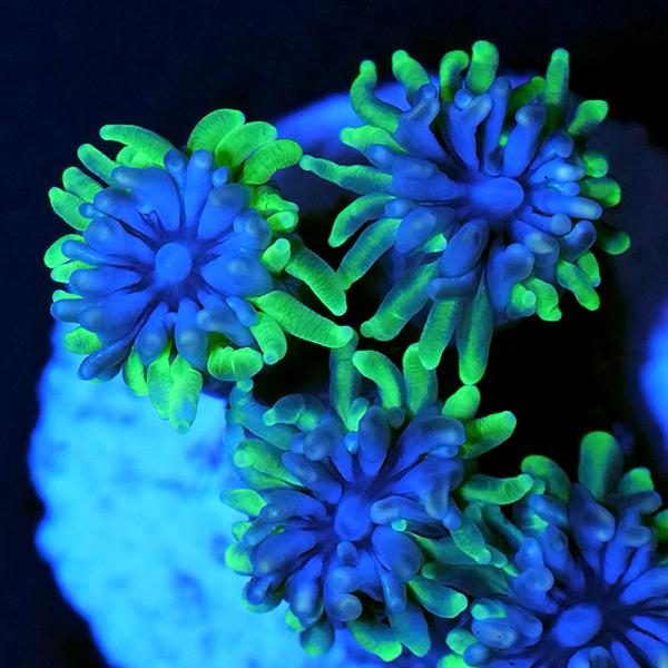 aqua　sfset　海水　サンゴ　coral_itten　y25m01　ハードコーラル　SPS　PC　ポリカプラグ　マルコロック　マルコ　フラグ　フラグサンゴ　プラグサンゴ OK　トゲサンゴ　フトトゲ　フトトゲサンゴ　sangonohi1...