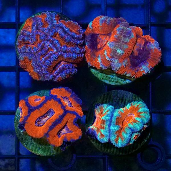 aqua　sfset　海水　サンゴ　coral_itten　カクオオトゲ　カクオオトゲキクメイシ　20250124　y25m01　レッド　ハードコーラル　LPS　フラグ　HMZ　kaisui75　seitaieventsg202603