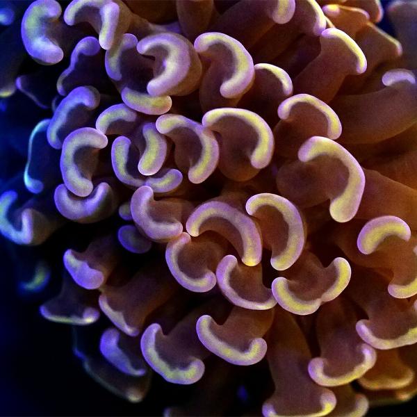 aqua　sfset　海水　サンゴ　coral_itten　ナガレハナサンゴ　20250113　y25m08　ハードコーラル　LPS　PC　ポリカプラグ　マルコロック　マルコ　フラグ　フラグサンゴ　プラグサンゴ OK