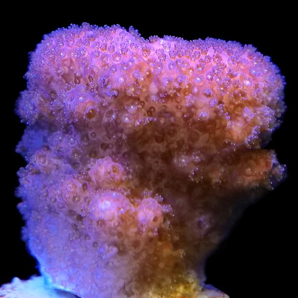 aqua　sfset　海水　サンゴ　coral_itten　y25m03　ハードコーラル　SPS　PC　ポリカプラグ　マルコロック　マルコ　フラグ　フラグサンゴ　プラグサンゴ OK　ハナヤサイ　ハナヤサイサンゴ