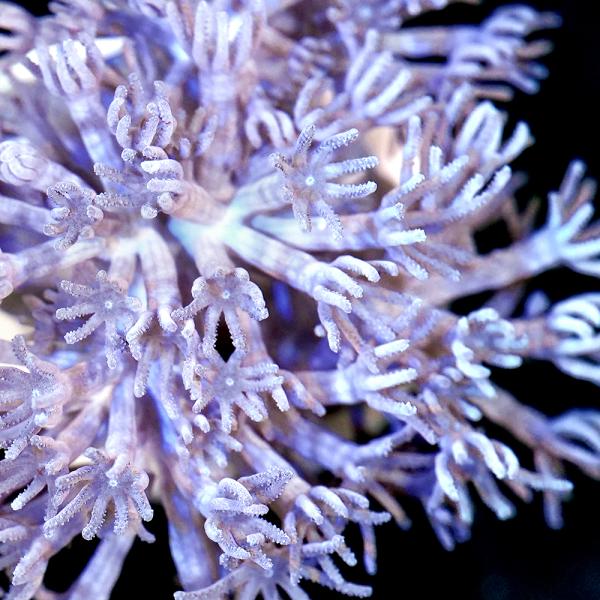 海水　サンゴ　ソフトコーラル　b_coral　Ｘｅｎｉａ　アザミ　フラグ　プラグ　YT　20260404　y26m04　ポリカプラグ　フラグ　プラグ　フラグサンゴ　マルコロック　マルコ