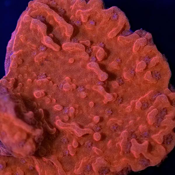 海水　サンゴ　b_coral　ウスコモン　コモン　Ｍｏｎｔｉｐｏｒａ　Ｍｉｎｕｔａ　Ｍｏｎｔｉｐｏｒａ　ｆｏｌｉｏｓａ　フラグ　YT　20260320　y26m03　ポリカプラグ　フラグ　プラグ　フラグサンゴ　マルコロック　マルコ