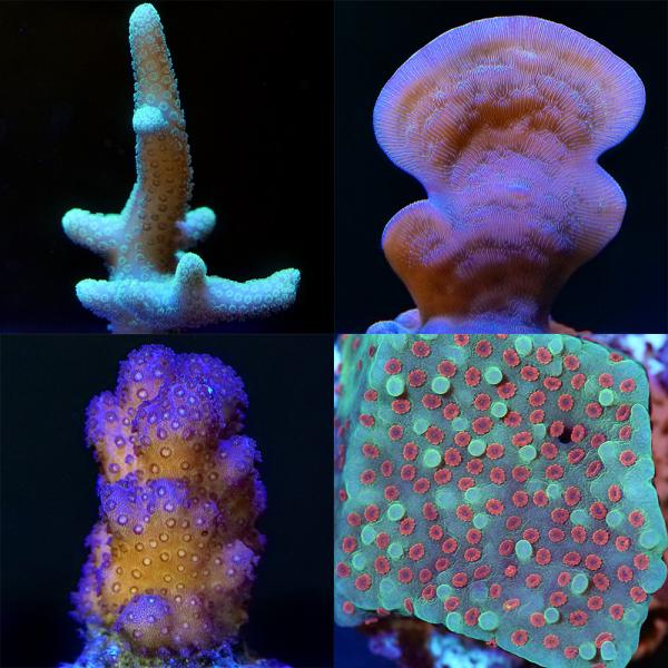 海水　サンゴ　ショウガサンゴ　コモンサンゴ　ハナヤサイ　センベイサンゴ　ハマサンゴ　トゲサンゴ　SPS　アクロポラ　フラグ　プラグ　プラフラグ　プラプラグ　YT　20260405　y26m04　ポリカプラグ　フラグ　プラグ　フラグサンゴ　マ...