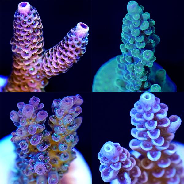 海水　サンゴ　ミドリイシ　SPS　アクロポラ　フラグ　プラグ　プラフラグ　プラプラグ　YT　20260301　ｙ26ｍ02　y26m03　seitaieventsg202603　ポリカプラグ　フラグ　プラグ　フラグサンゴ　マルコロック　マル...