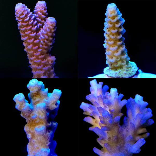 海水　サンゴ　ミドリイシ　SPS　アクロポラ　フラグ　プラグ　プラフラグ　プラプラグ　YT　20260301　ｙ26ｍ02　y26m03　seitaieventsg202603　ポリカプラグ　フラグ　プラグ　フラグサンゴ　マルコロック　マルコ