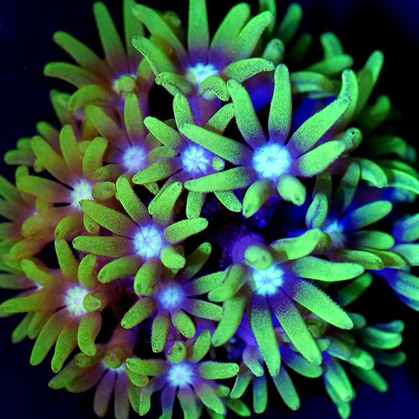 海水　サンゴ　b_coral　ソフトコーラル　m_softcoral　スターポリプ　Ｐａｃｈｙｃｌａｖｕｌａｒｉａ　YT　20260320　フラグ　ムラサキハナヅタ　y26m03　ポリカプラグ　フラグ　プラグ　フラグサンゴ　マルコロック　マルコ