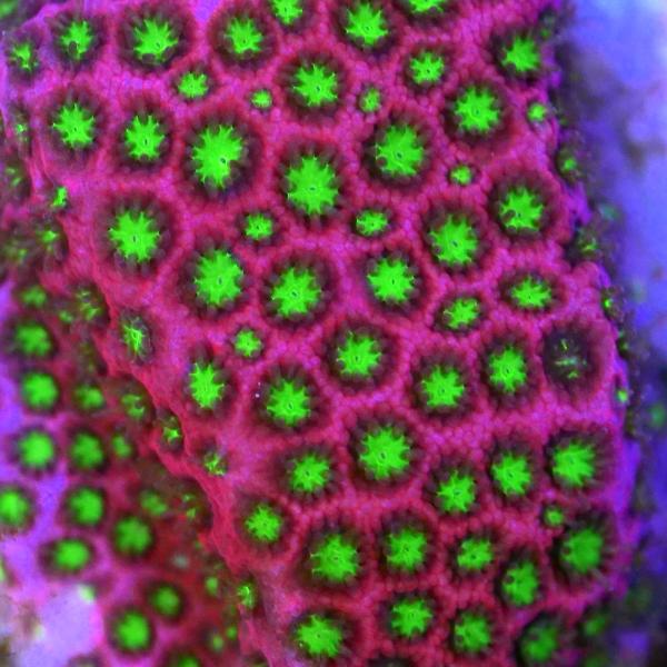 ◎　kaisui77　ma_sanfdmsklgo　b_coral　海水　サンゴ　ハードコーラル　ムカシサンゴ　ｆｏｌｉｏｓａ　m_hardcoral　ＳＳサイズ　バディング　ブリード　ＳＰＳ　フラグ　プラグ　海水生体　レギュラー品　OK　...