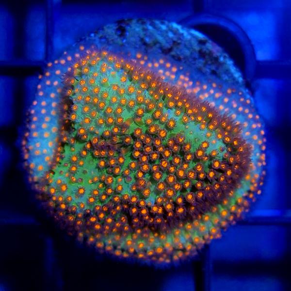 _aqua　sfset　◎　海水　サンゴ　coral_itten　m_hardcoral　ハードコーラル　20250626　ＨMZ　Ｓｔｙｌｏｃｏｅｎｉｅｌｌａ　ｓｐ．　y25m03　seitaigensen1ten　kaisui75