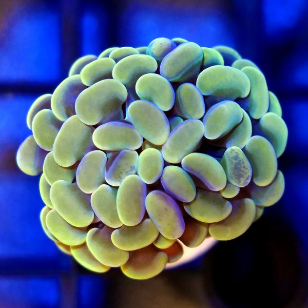 _aqua　sfset　　個体販売　現物　画像個体　海水　サンゴ　ＬＰＳ　coral_itten　m_hardcoral　ハードコーラル　ハナサンゴ　Ｅｕｐｈｙｌｌｉａ　20250808　ＨMZ　y25m08　seitaigensen1te...