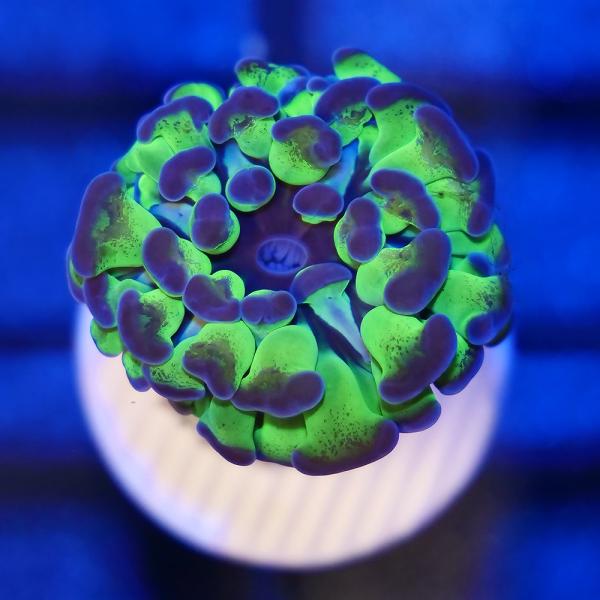 _aqua　sfset　◎個体販売　現物　画像個体　海水　サンゴ　ＬＰＳ　coral_itten　m_hardcoral　ハードコーラル　ハナサンゴ　Ｅｕｐｈｙｌｌｉａ　20250808　ＨMZ　y25m08　seitaigensen1te...