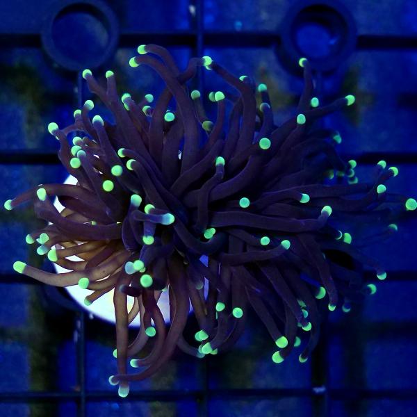 ◎　海水　サンゴ　m_hardcoral　ハードコーラル　20250808　ＨMZ　プラグ　ハナサンゴ　カンムリハナサンゴ　Ｅｕｐｈｙｌｌｉａ　ｇｌａｂｒｅｓｃｅｎｓ　kaijyo　y25m08