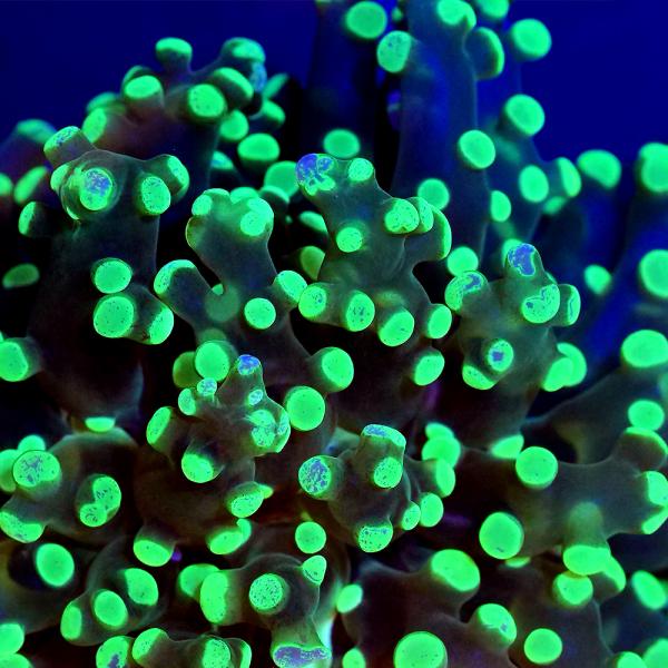 aqua　sfset　海水　サンゴ　coral_itten　ハナサンゴ　20251009　y25m11　ハードコーラル　LPS　PC　ポリカプラグ　マルコロック　マルコ　フラグ　フラグサンゴ　プラグサンゴ KT　タコアシサンゴ　タコアシ　チ...