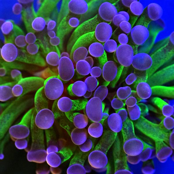 aqua　sfset　海水　サンゴ　coral_itten　ナガレハナサンゴ　20251009　y25m11　ハードコーラル　LPS　PC　ポリカプラグ　マルコロック　マルコ　フラグ　フラグサンゴ　プラグサンゴ OK　ポリカプラグ　フラグ　...
