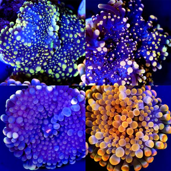 ◎　kaisui73　海水　サンゴ　ソフトコーラル　バブルディスクコーラル　m_softcoral　b_coral　ディスク　イソギンチャクモドキ　プラフラグ　プラプラグ　ポリカプラグ　プラグ　フラグ　おまかせ 20251009　ｙ25ｍ1...