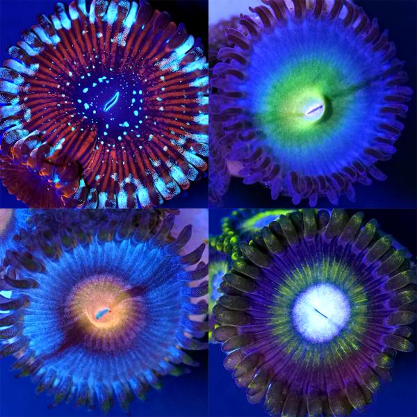 _aqua　sfset　◎　海水　サンゴ　b_coral　ソフトコーラル　m_softcoral　マメスナギンチャク　Zoanthus　sp.　フラグ　近海　おまかせ　kaijyo　freeseitai　プラフラグ　NH　20251202　...