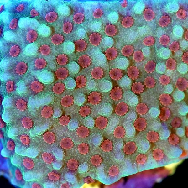 海水　サンゴ　b_coral　ウスコモン　コモン　Ｍｏｎｔｉｐｏｒａ　フラグ　YT　20260401　ｙ26ｍ04　ポリカプラグ　フラグ　プラグ　フラグサンゴ　マルコロック　マルコ