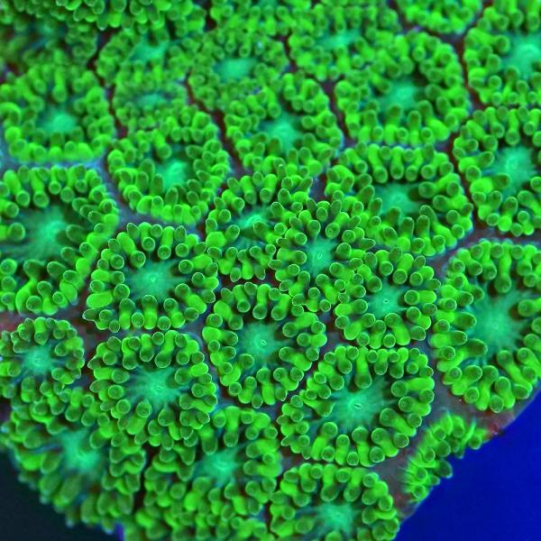 aqua　sfset　海水　サンゴ　coral_itten　トゲルリサンゴ　20260114　y26m01　グリーン　ハードコーラル　LPS　PC　ポリカプラグ　マルコロック　マルコ　フラグ　フラグサンゴ　プラグサンゴ　OK　ルリサンゴ　イ...