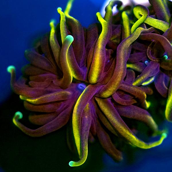 aqua　sfset　海水　サンゴ　coral_itten　ハナサンゴ　20251216　y26m01　ゴールドトーチ　ハードコーラル　LPS　PC　ポリカプラグ　マルコロック　マルコ　フラグ　フラグサンゴ　プラグサンゴ　OK　24ｋ　ポリ...