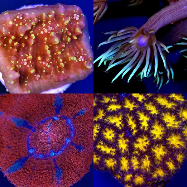 海水　サンゴ　ＬＰＳ　フラグ　プラグ　プラフラグ　プラプラグ　YT　20260404　y26m04　ポリカプラグ　フラグ　プラグ　フラグサンゴ　マルコロック　マルコ