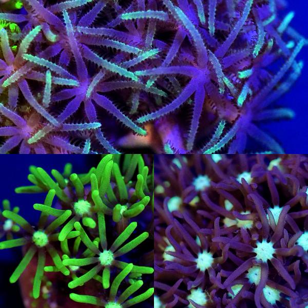 海水　サンゴ　ソフトコーラル　m_softcoral　フラグ　プラグ　プラフラグ　プラプラグ　スターポリプ　Alcyoniidae　Sarcophyton　Zoanthus　YT　20260301　ｙ26ｍ02　y26m03　ポリカプラグ　...