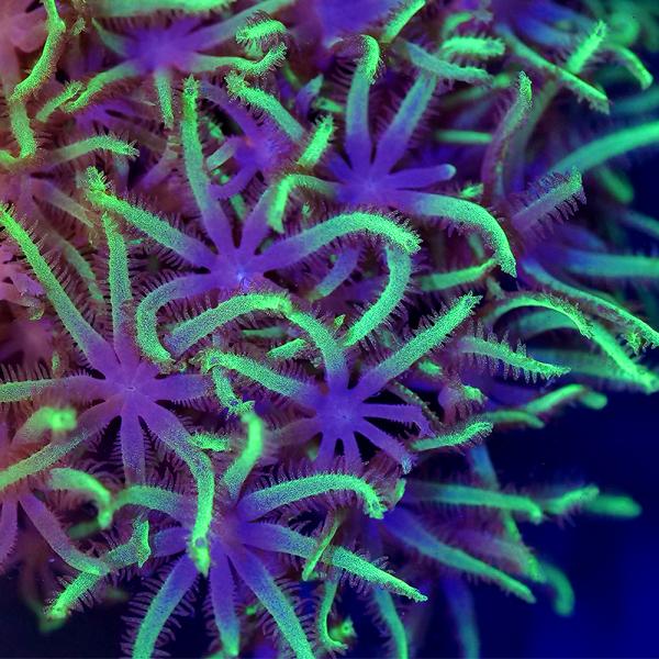 海水　サンゴ　b_coral　ソフトコーラル　m_softcoral　スターポリプ　Ｐａｃｈｙｃｌａｖｕｌａｒｉａ　YT　20260207　フラグ　メタリックグリーン　ムラサキハナヅタ　y26m02