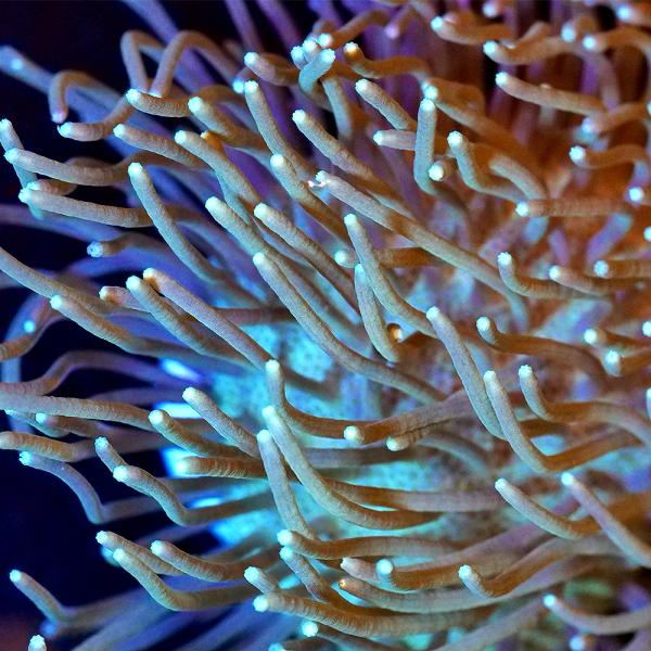 海水　サンゴ　ソフトコーラル　Ｓａｒｃｏｐｈｙｔｏｎ　ウミキノコ　キノコ　20260602　ｙ26ｍ05　ｙ26ｍ06　ポリカプラグ　フラグ　プラグ　フラグサンゴ　マルコロック　マルコ